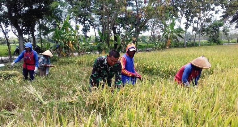 Macam Macam Pengendalian Hama dengan Jenis yang Jelas